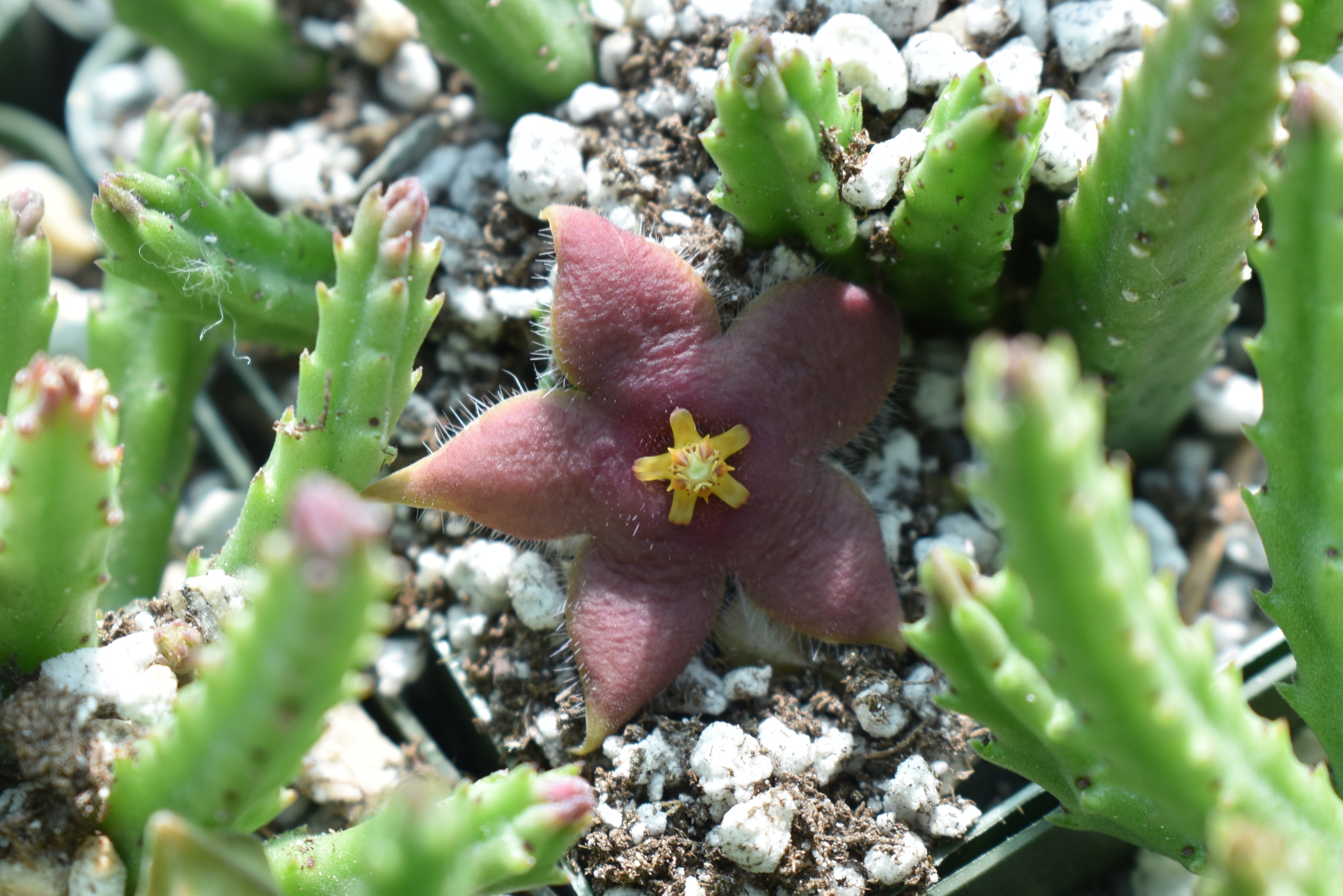 Stapelia Care and Info – Phoenix Rising Succulents