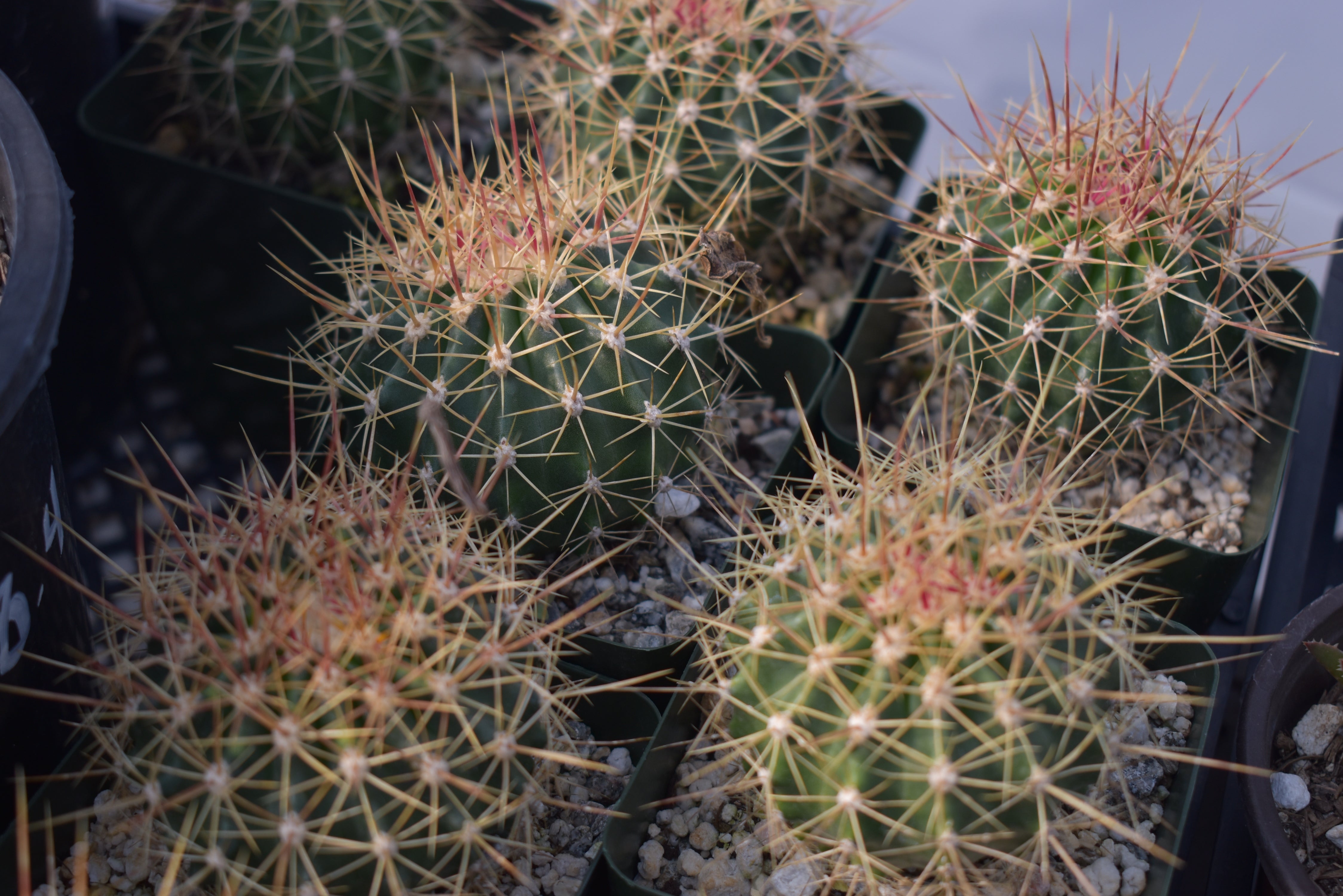 Cacti – Phoenix Rising Succulents