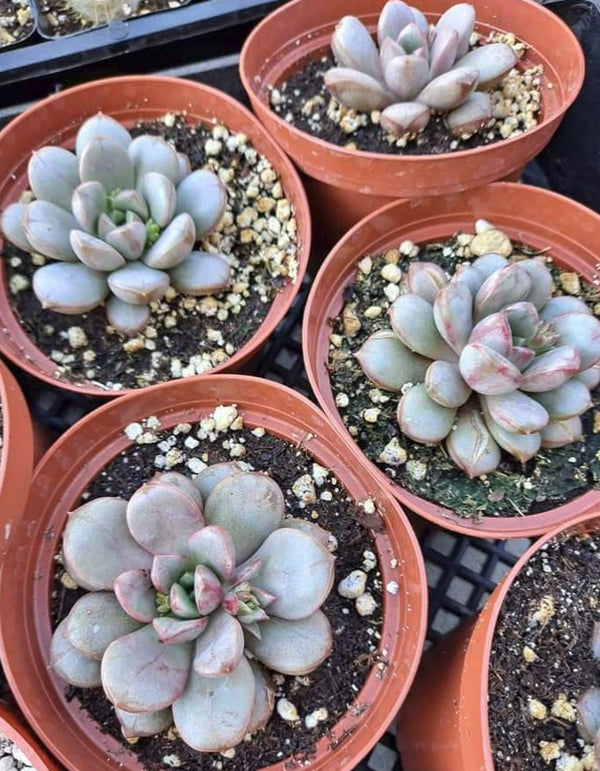 Graptoveria 'Amethorum' 4 Inch Live Succulent – Phoenix Rising Succulents