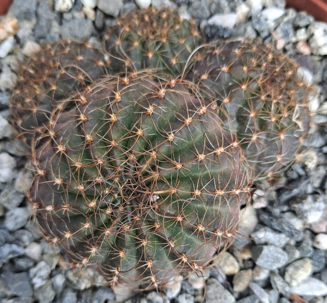 Lobivia saltensis in 6 Inch Live Cactus – Phoenix Rising Succulents