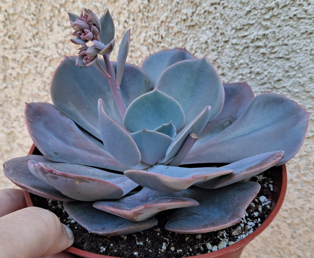 Echeveria 'Dusty Rose' in 6 Inch Live Succulent – Phoenix Rising Succulents