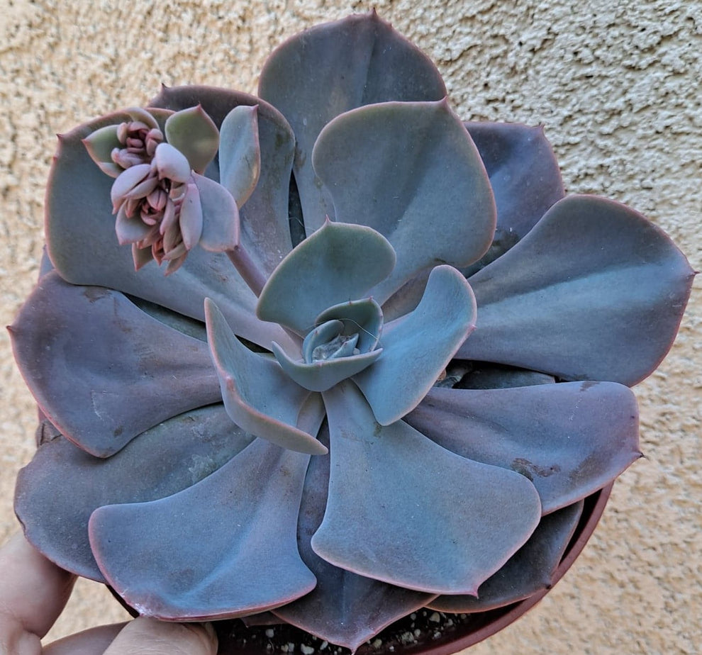 Echeveria 'Dusty Rose' in 6 Inch Live Succulent – Phoenix Rising Succulents