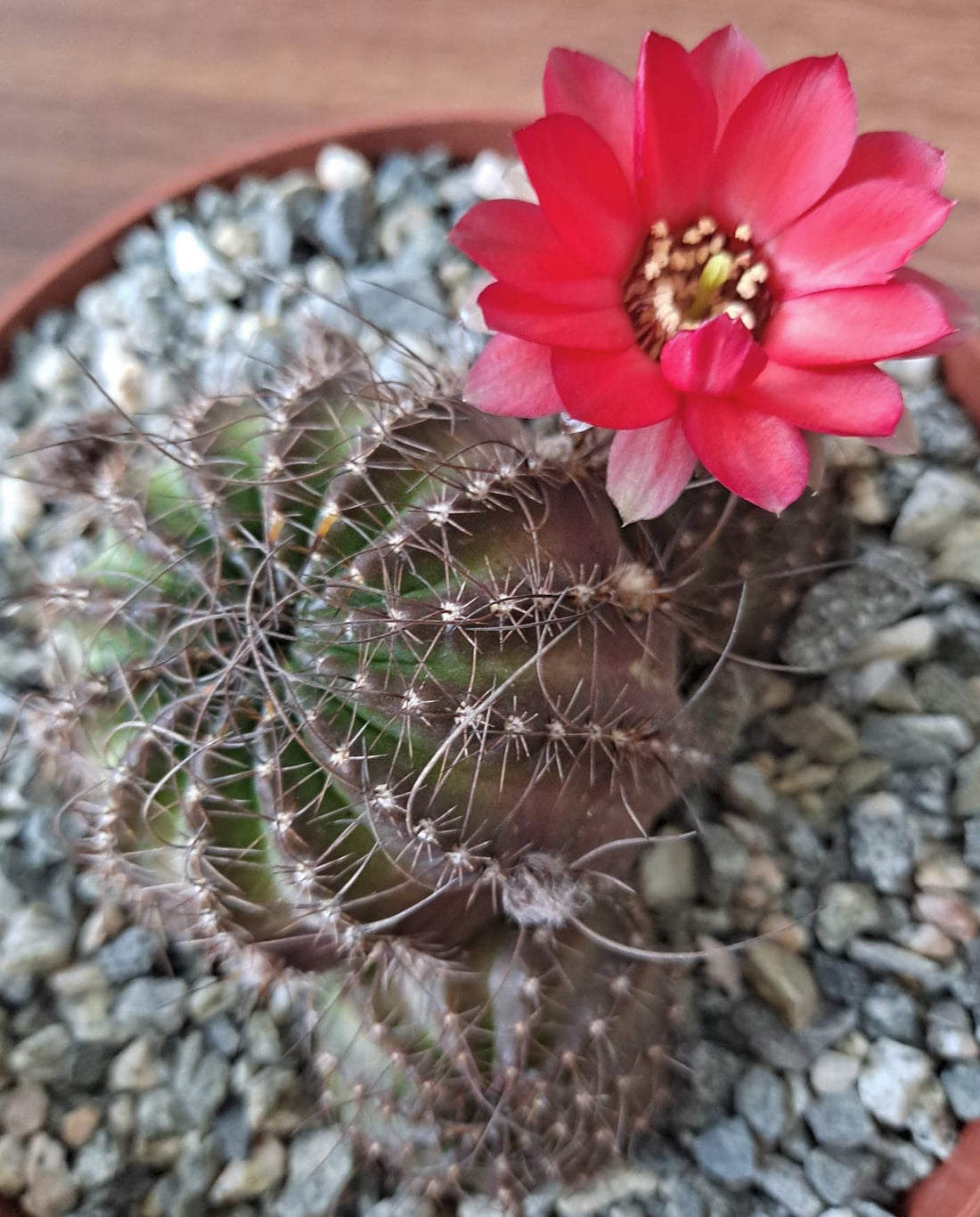 Lobivia saltensis in 6 Inch Live Cactus – Phoenix Rising Succulents