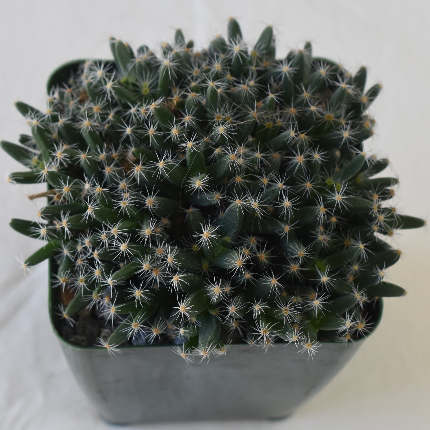 Trichodiadema bulbosum Live Succulent In 4 Inch – Phoenix Rising Succulents